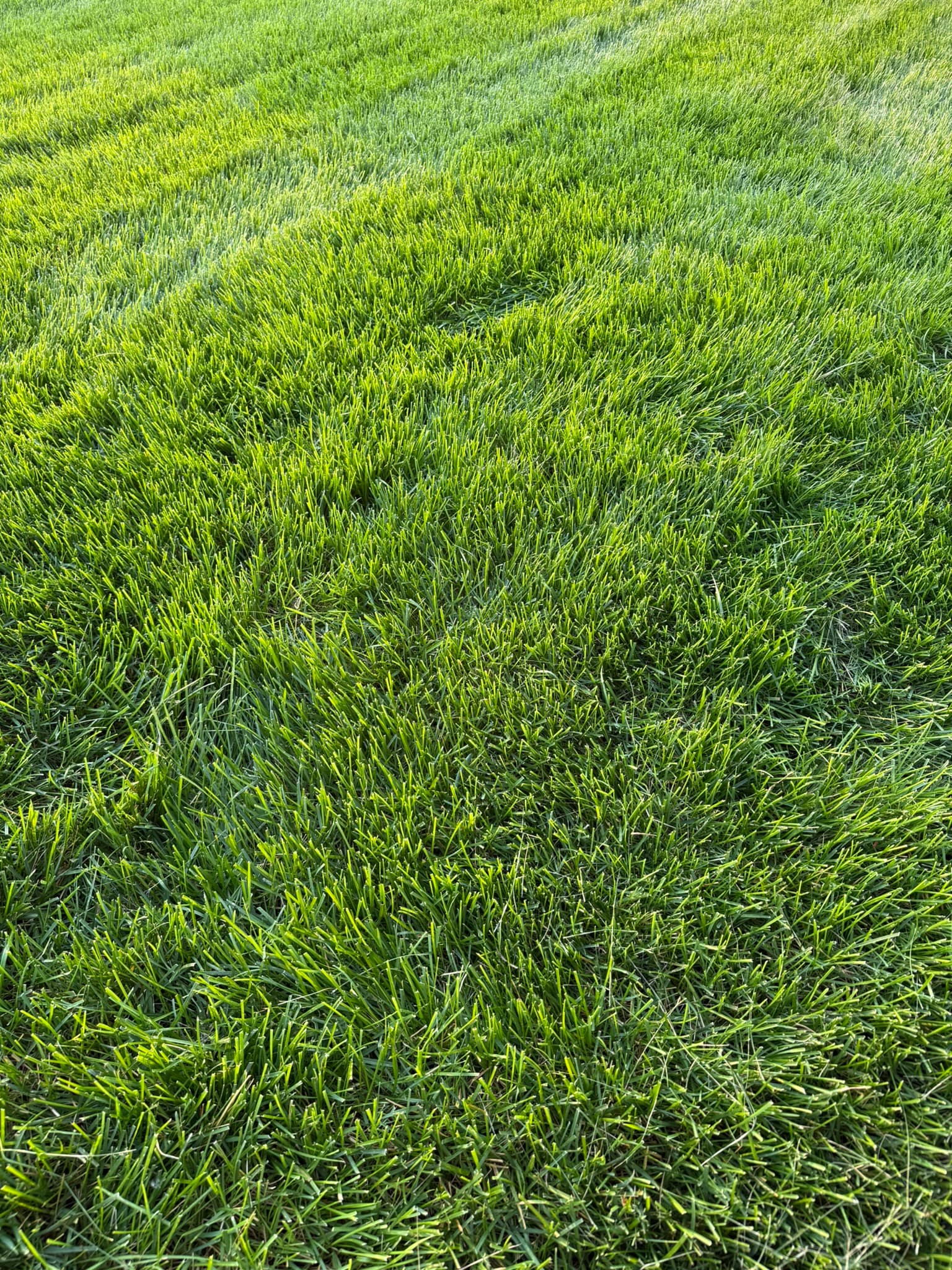 What Grass Is This? - Identify Your Grass Type & Get Care Tips