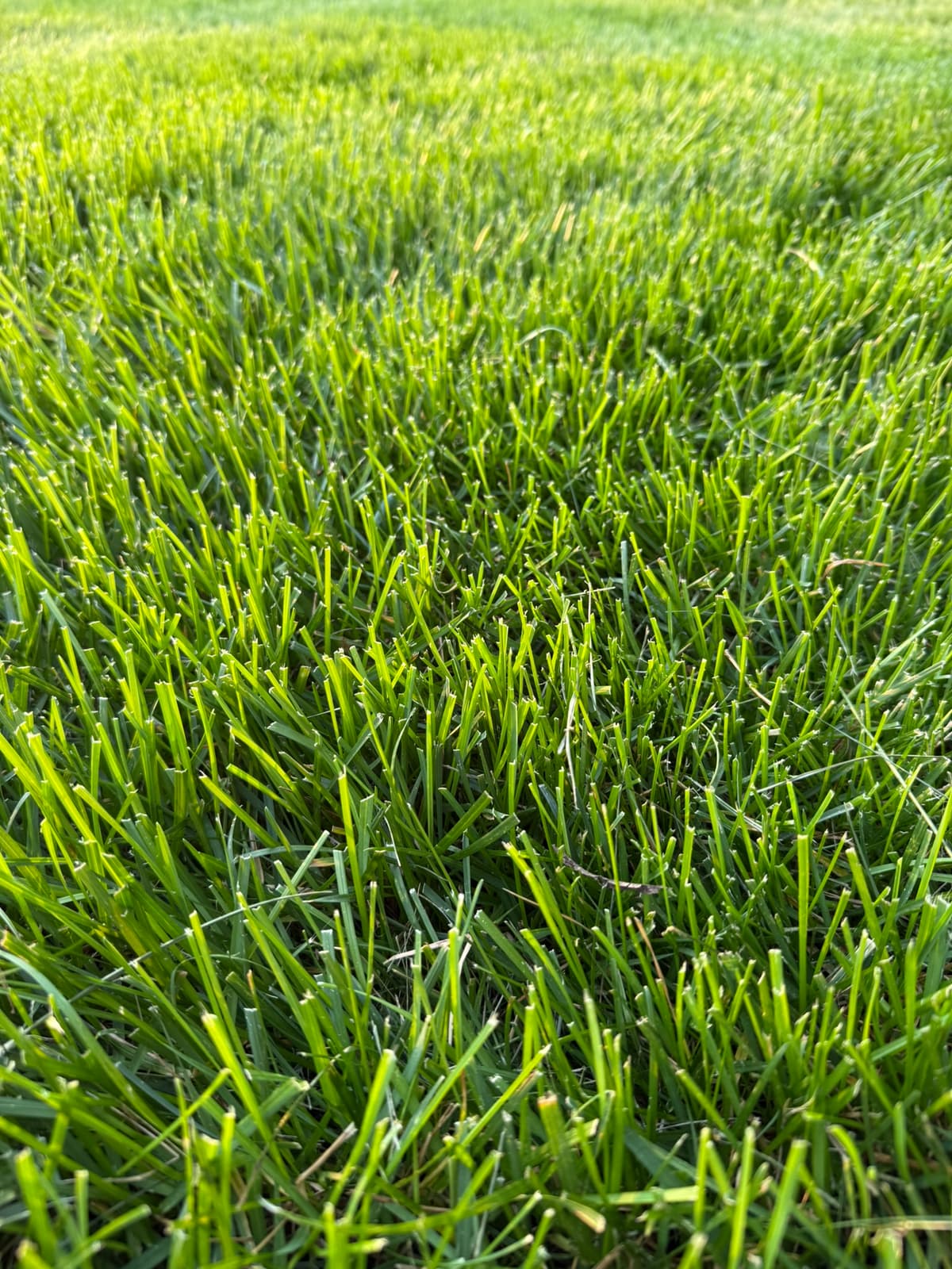 What Grass Type Is This? - AI Lawn Care & Identification