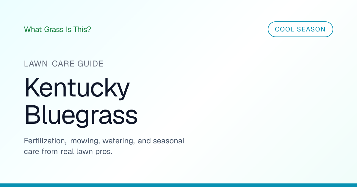 Kentucky Bluegrass: Care & Growing Guide